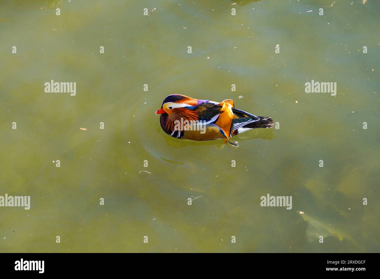 Beijing china male mandarin duck hi-res stock photography and images ...