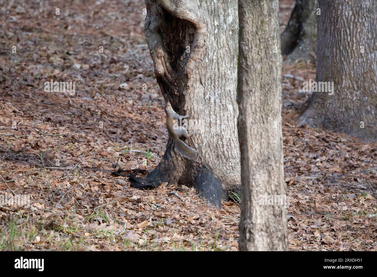 Eastern gray squirrel (Sciurus carolinensis) frozen as it climbs a tree ...