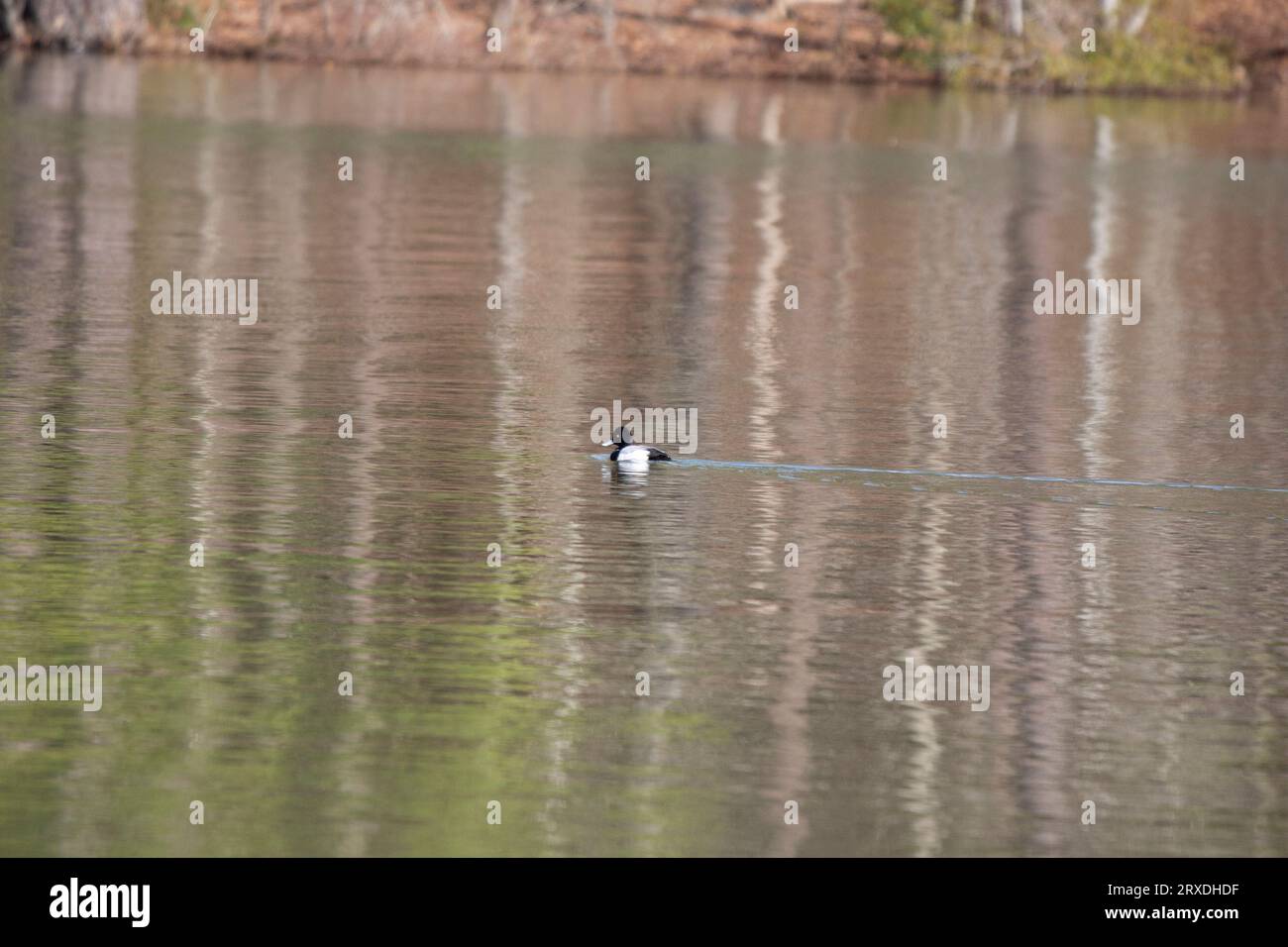 Lesser scaup duck drake (Aythya affinis) swimming toward the left Stock ...
