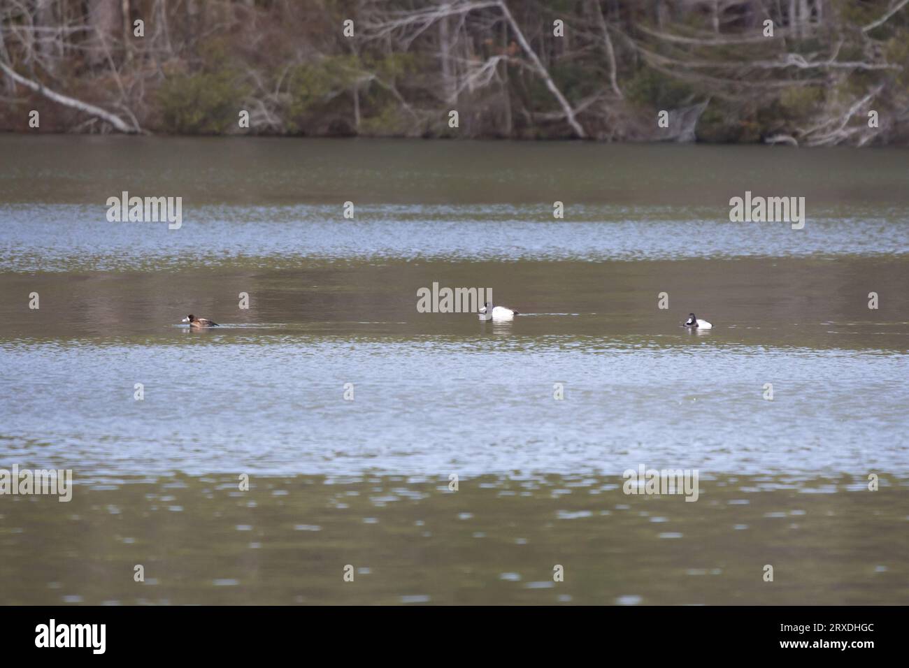 Two lesser scaup duck drakes (Aythya affinis) swimming with a lesser ...