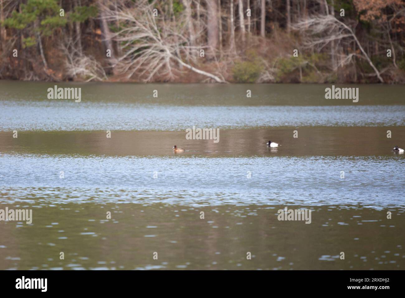 Lesser scaup duck hen (Aythya affinis) leading two drakes Stock Photo ...