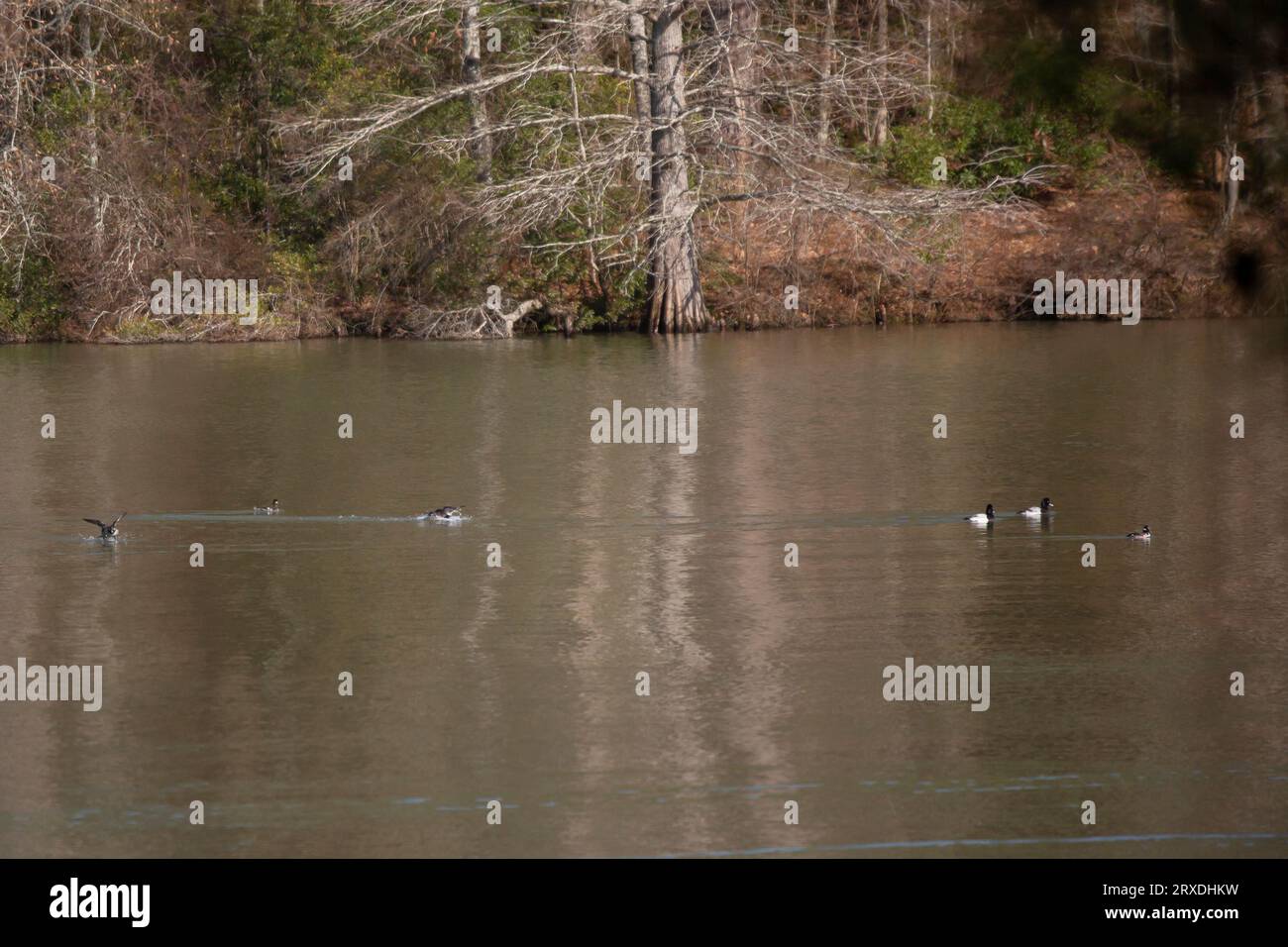Two bufflehead duck hens (Bucephala albeola) landing near two other ...
