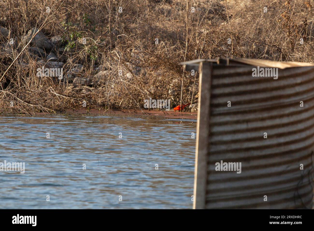 Northern cardinal drinking water hi-res stock photography and images ...