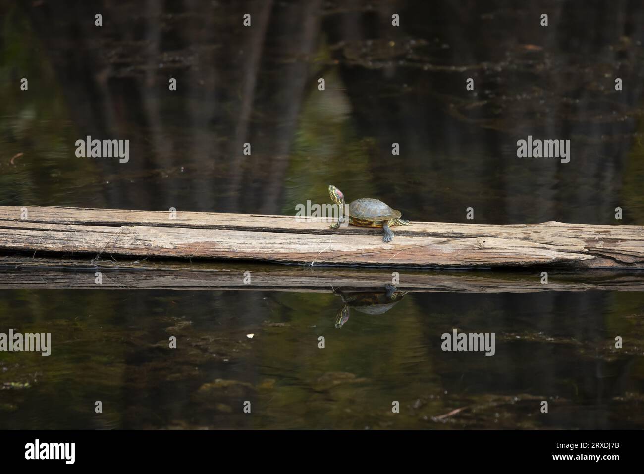 Young red-eared slider turtle (Trachemys scripta elegans) sunning on a ...