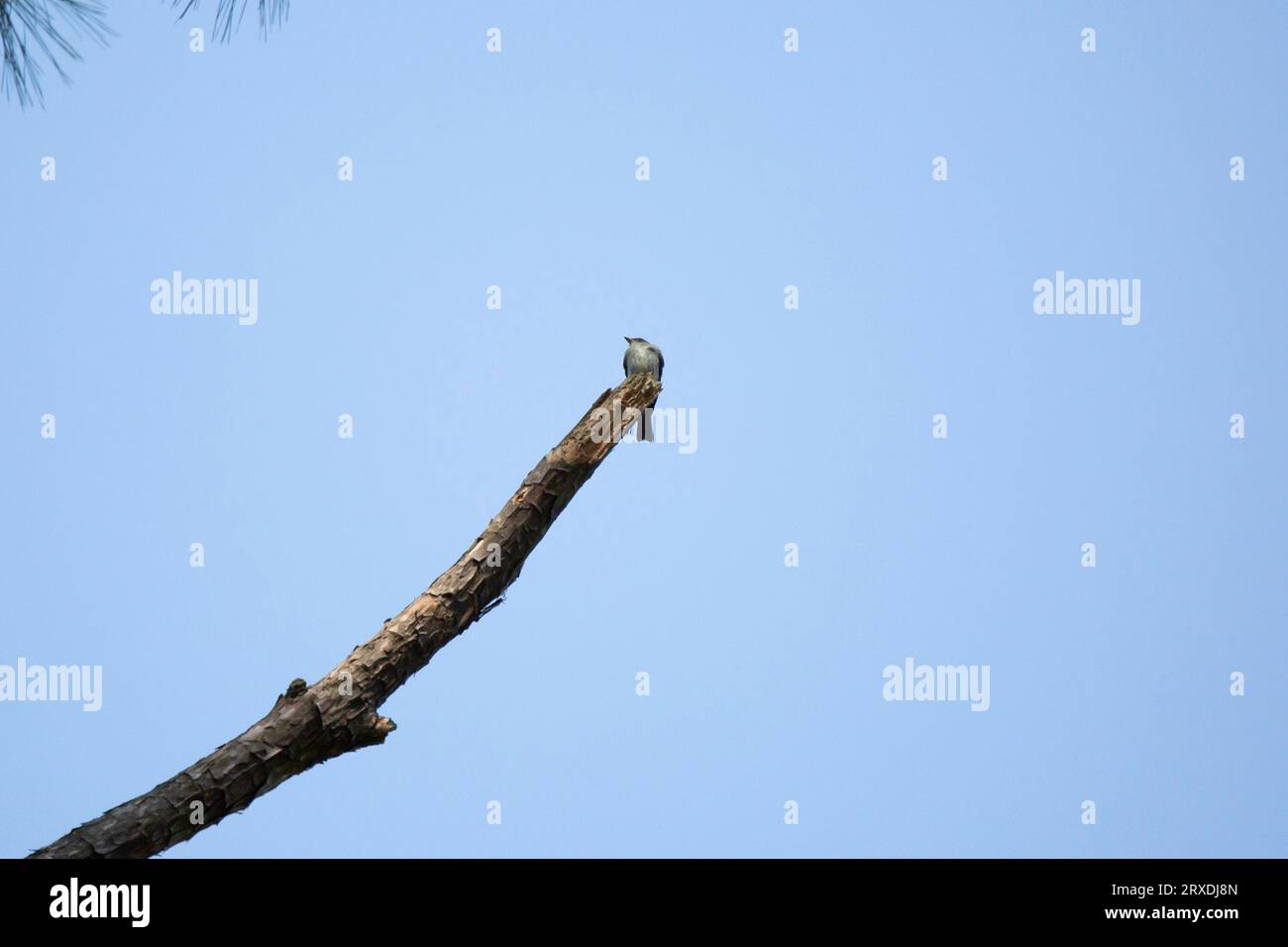 Curious eastern wood-pewee (Contopus virens) looking around from the ...