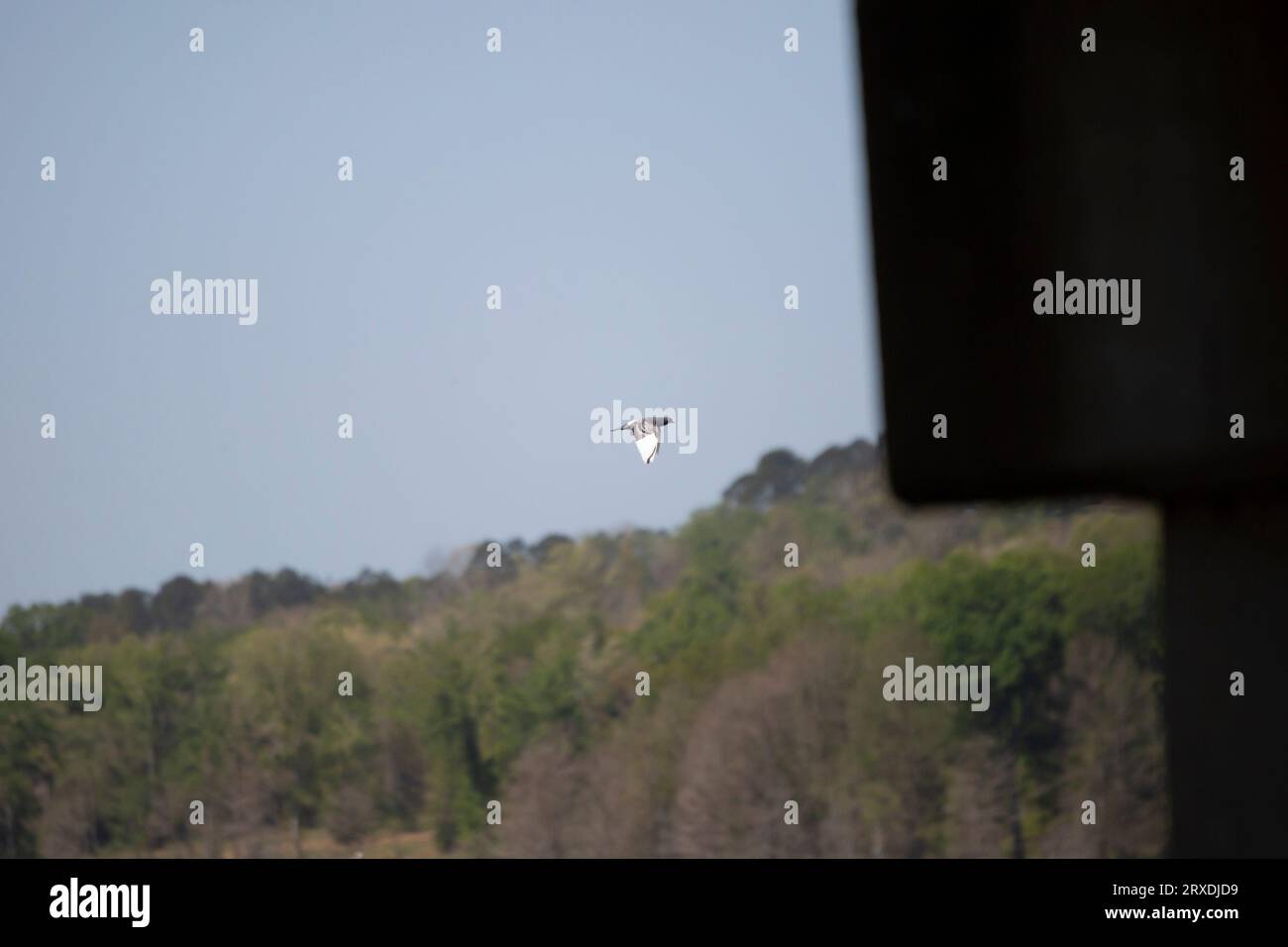Invasive rock pigeon (Columba livia) flying past a line of trees Stock ...