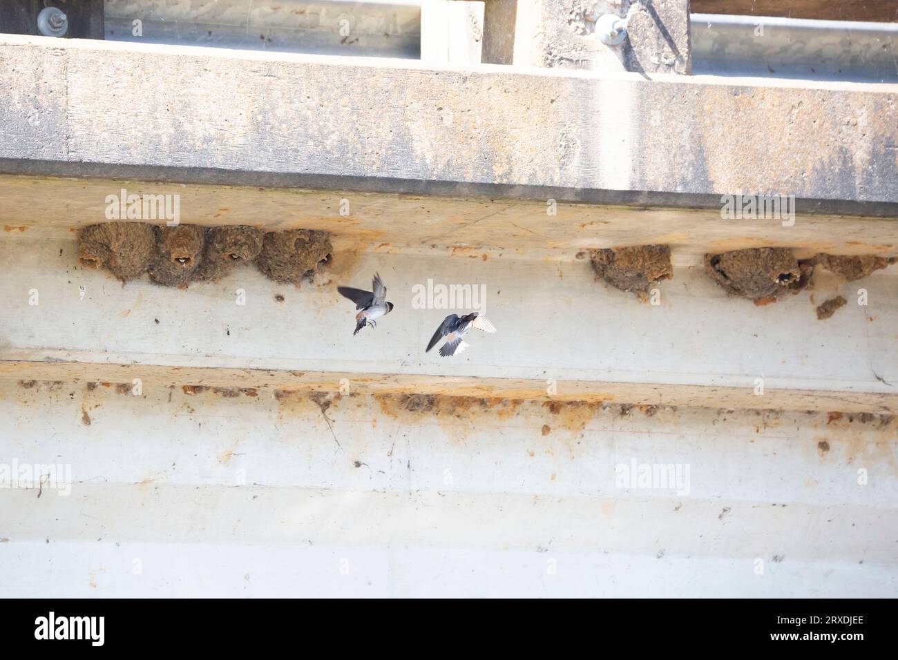 Two cliff swallows (Petrochelidon pyrrhonota) flying toward mud nests ...