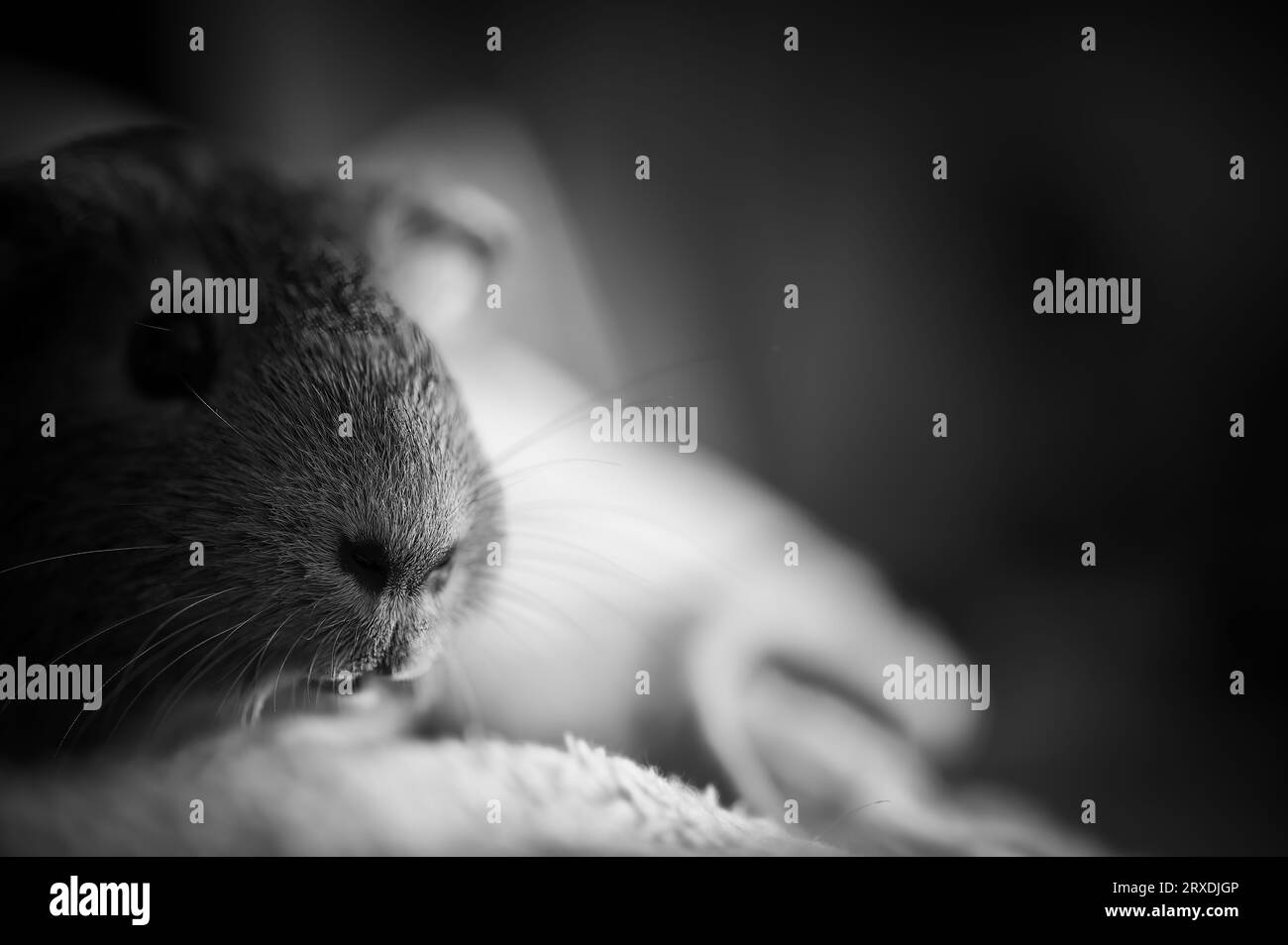 Pig looking at camera Black and White Stock Photos & Images - Alamy