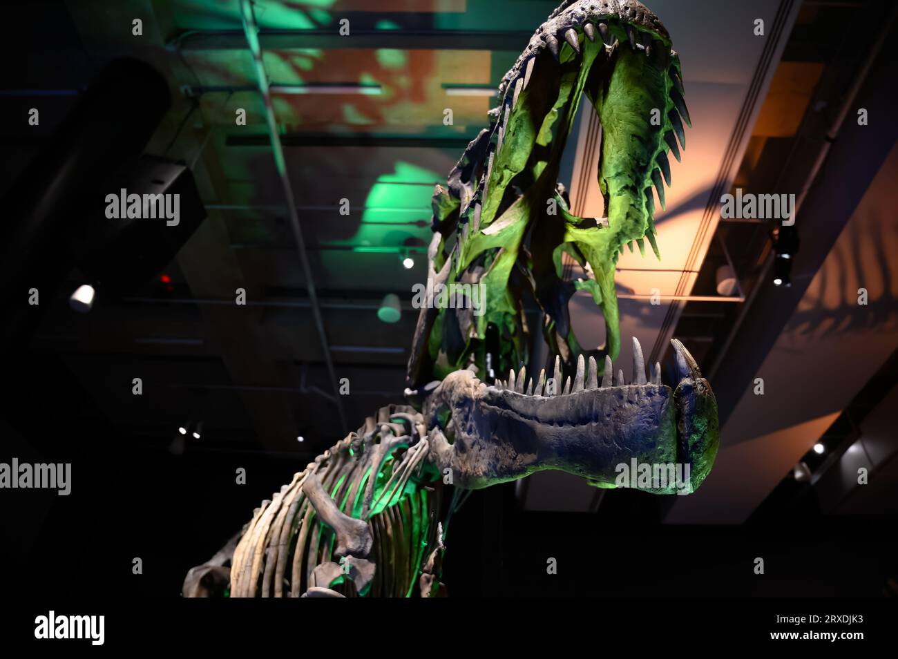 Miami, Florida, USA - 3.2023: Giganotosaurus Dinosaur exhibit at the ...