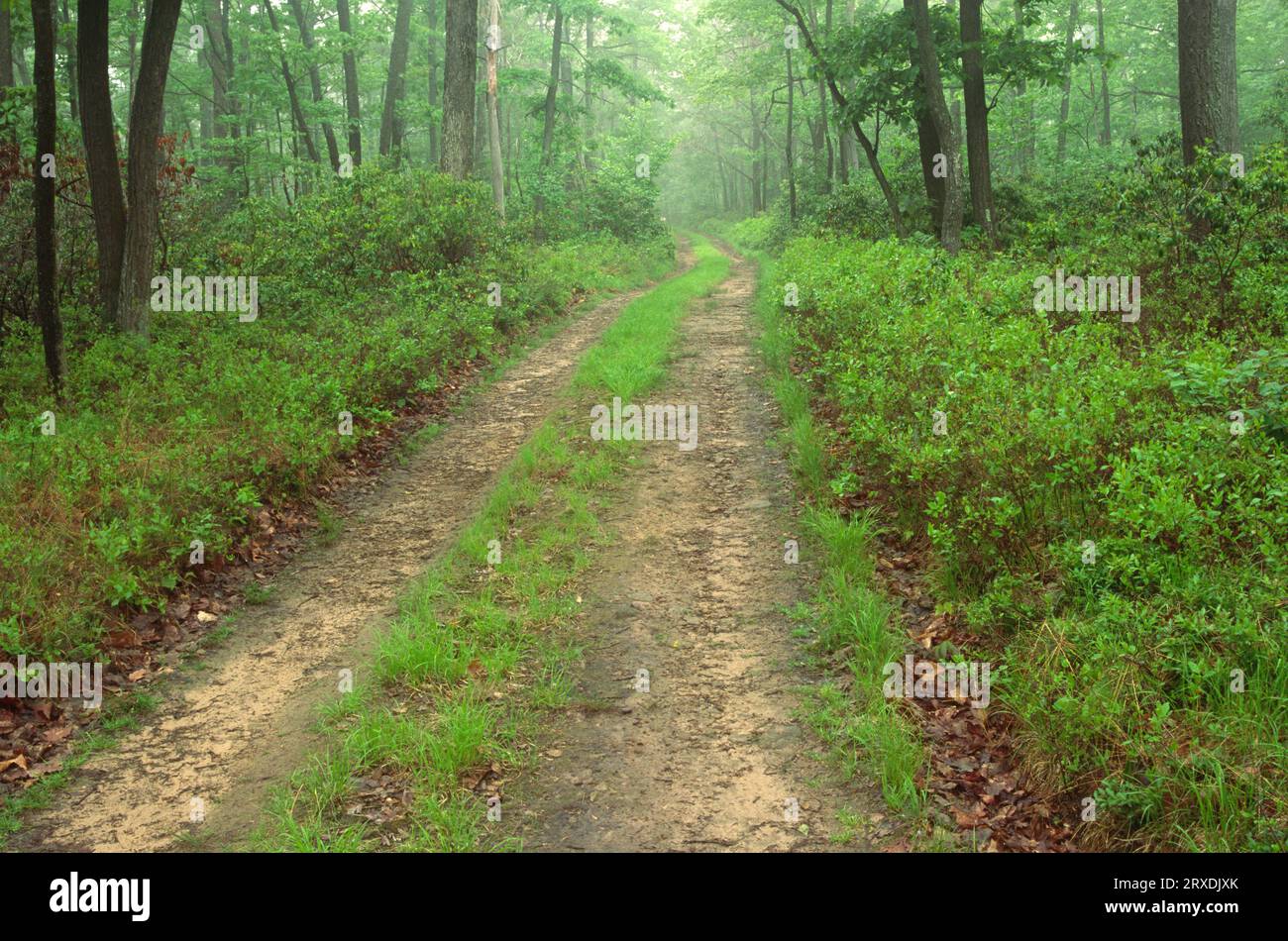 Pennsylvania forest road hi-res stock photography and images - Alamy