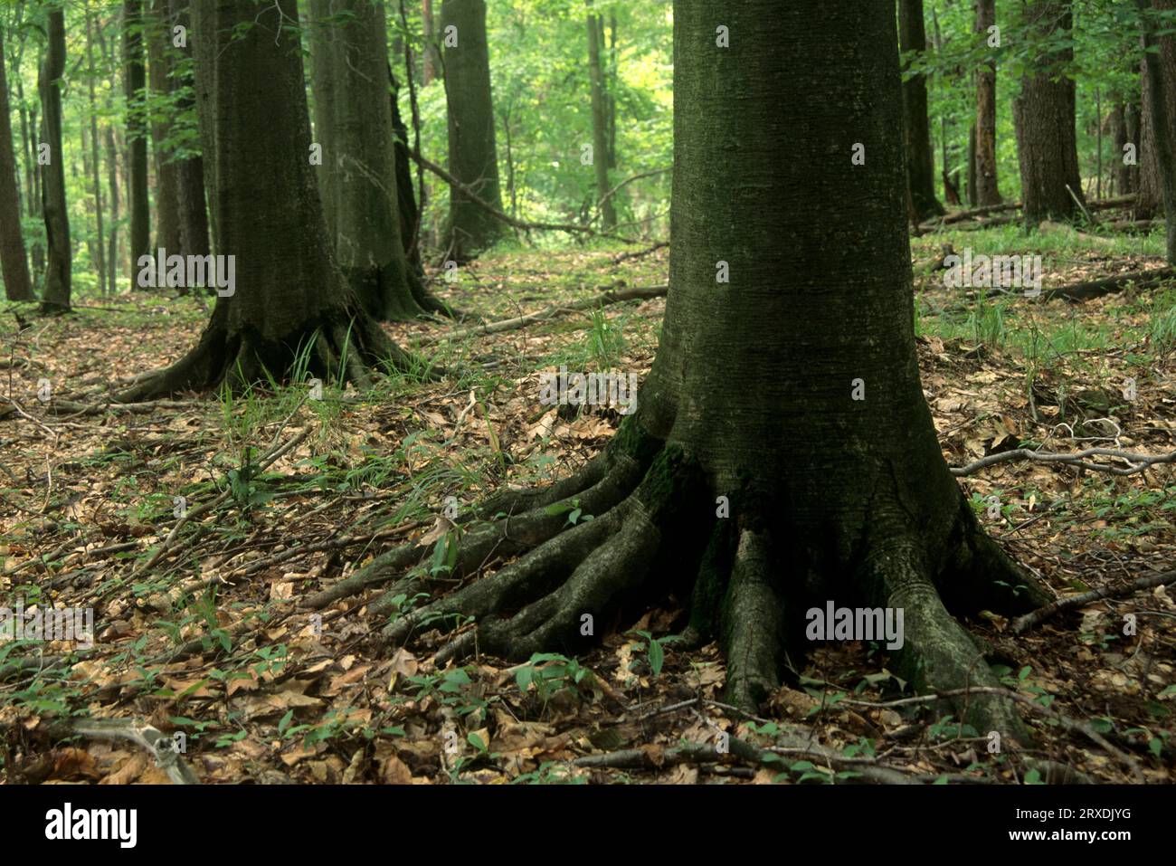 Beech forest, Hickory Creek Wilderness, Allegheny National Forest ...