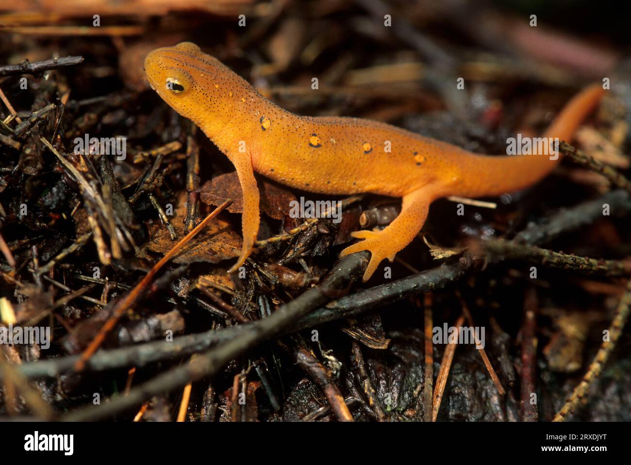 Red Eft, Delaware Water Gap National Recreation Area, Pennsylvania ...
