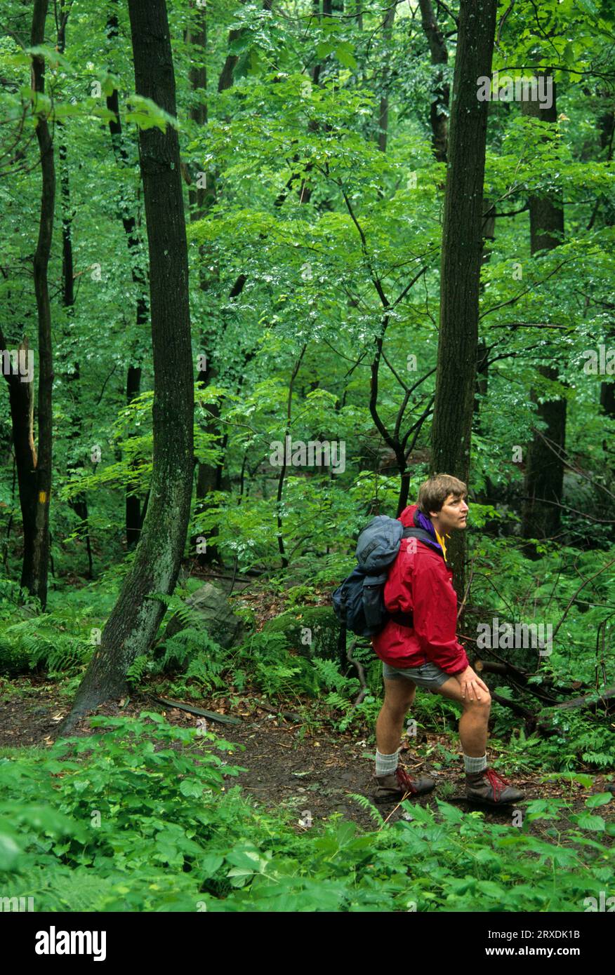 Laurel Highlands Trail, Laurel Ridge State Park, Pennsylvania Stock ...