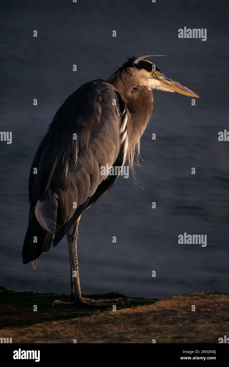 Blue heron, Presque Isle State Park, Pennsylvania Stock Photo - Alamy