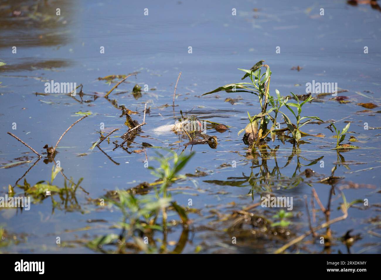 Red-eared slider (Trachemys scripta elegans) eating a dead, white fish ...