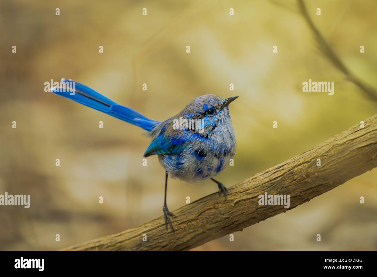 Wrens australian wrens hi-res stock photography and images - Alamy