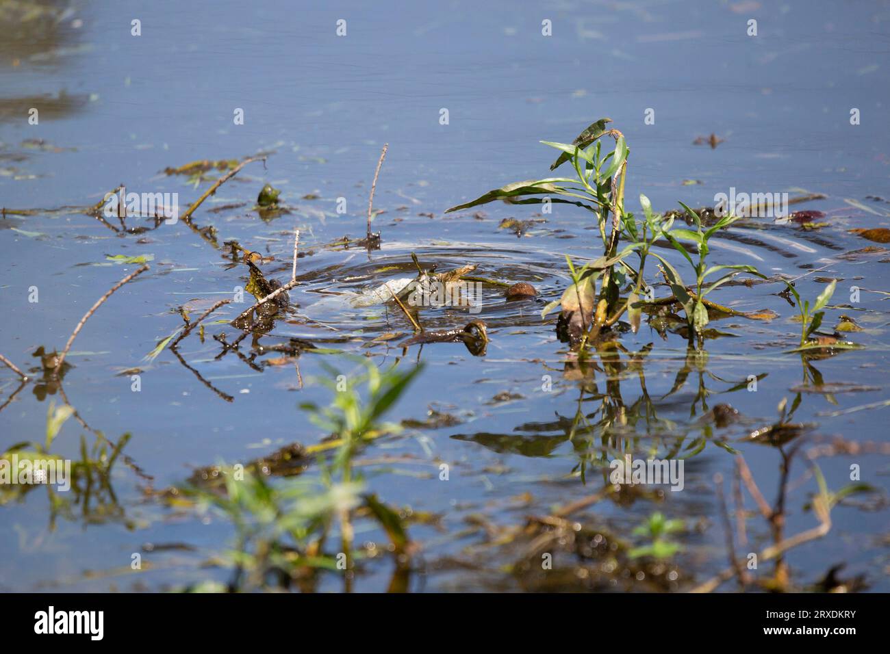 Red-eared slider (Trachemys scripta elegans) claws grasping a dead fish ...
