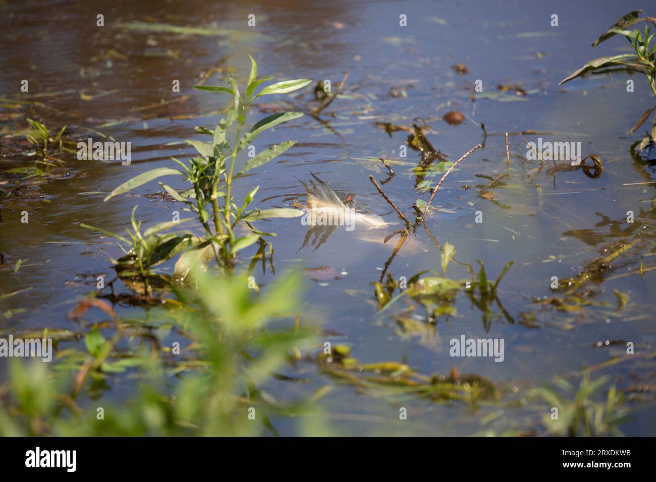 Red-eared slider (Trachemys scripta elegans) eating a dead fish while ...