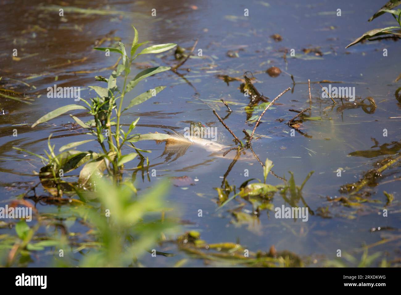 Red-eared slider (Trachemys scripta elegans) guarding a dead fish Stock ...