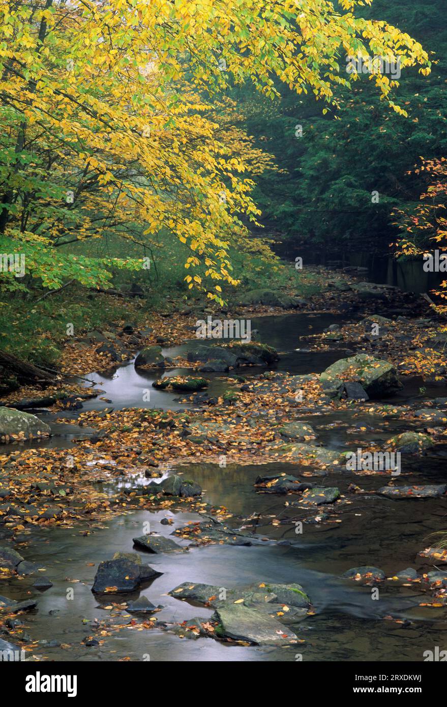 Hicks Run, Elk State Forest, Pennsylvania Stock Photo - Alamy
