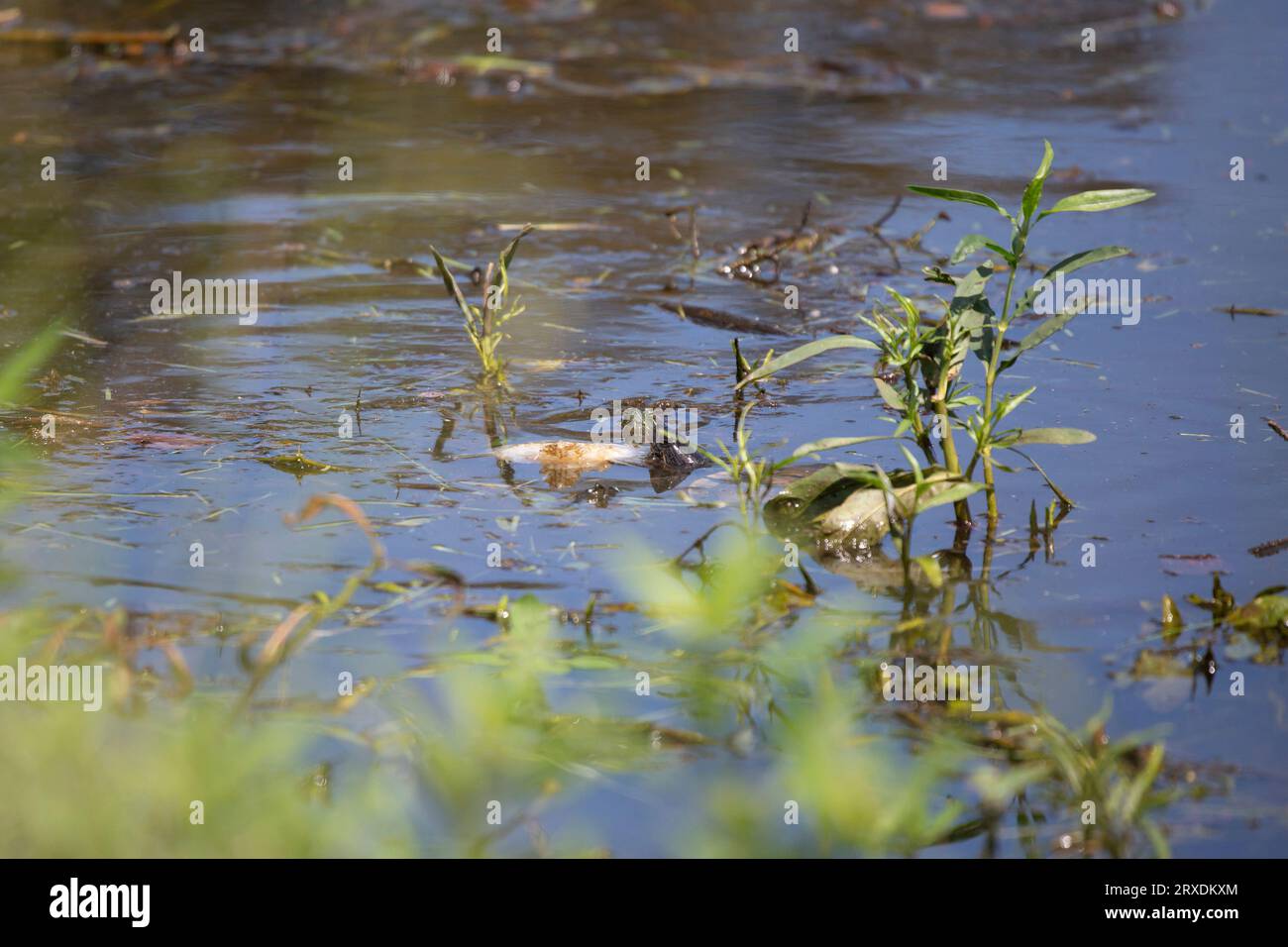 Eastern mud turtle (Kinosternon subrubrum) eating a dead fish while a ...