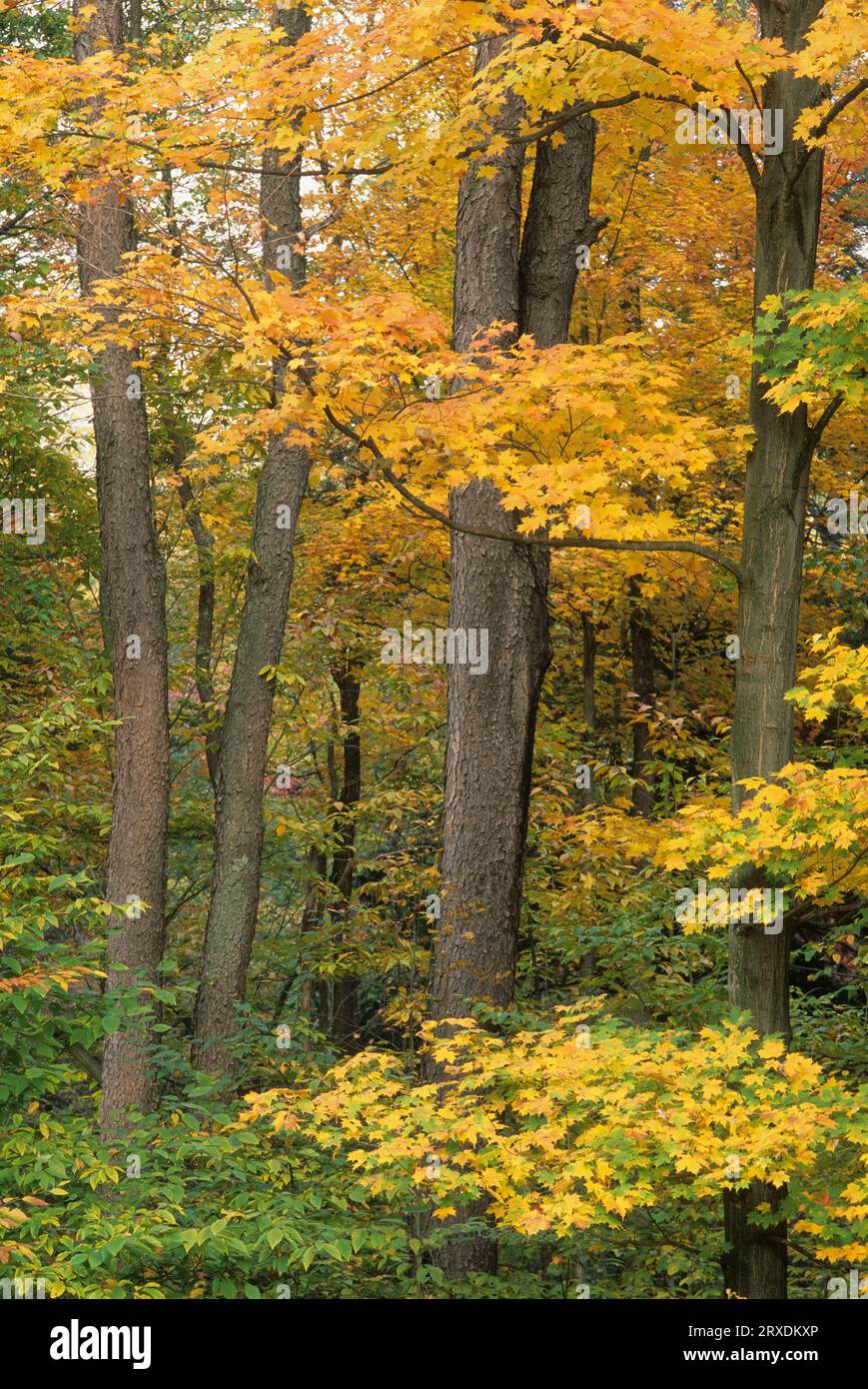 Allegheny national forest in fall hi-res stock photography and images ...
