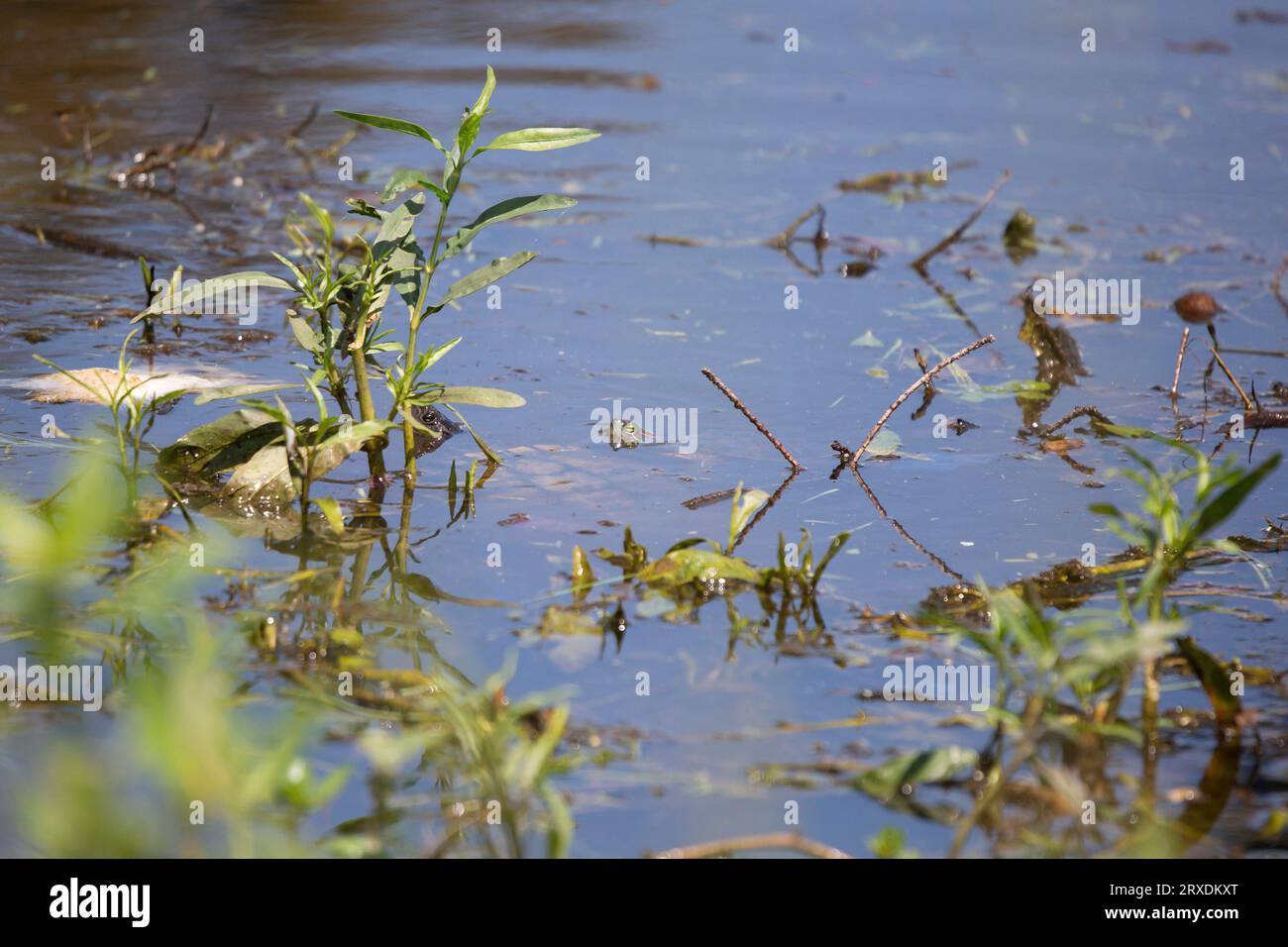 Eastern mud turtle (Kinosternon subrubrum) behind a green plant with a ...