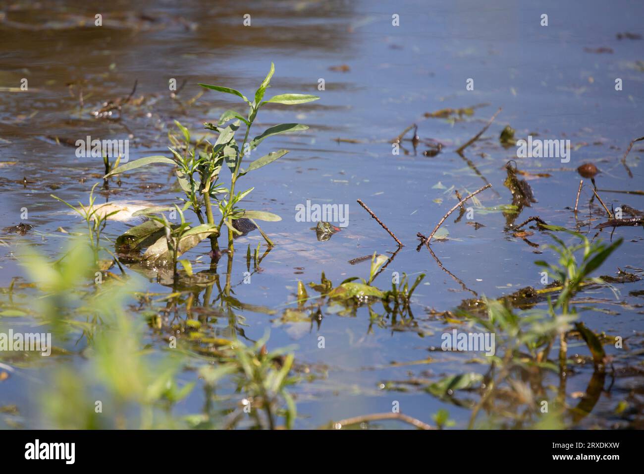 Eastern mud turtle (Kinosternon subrubrum) and red-eared slider ...