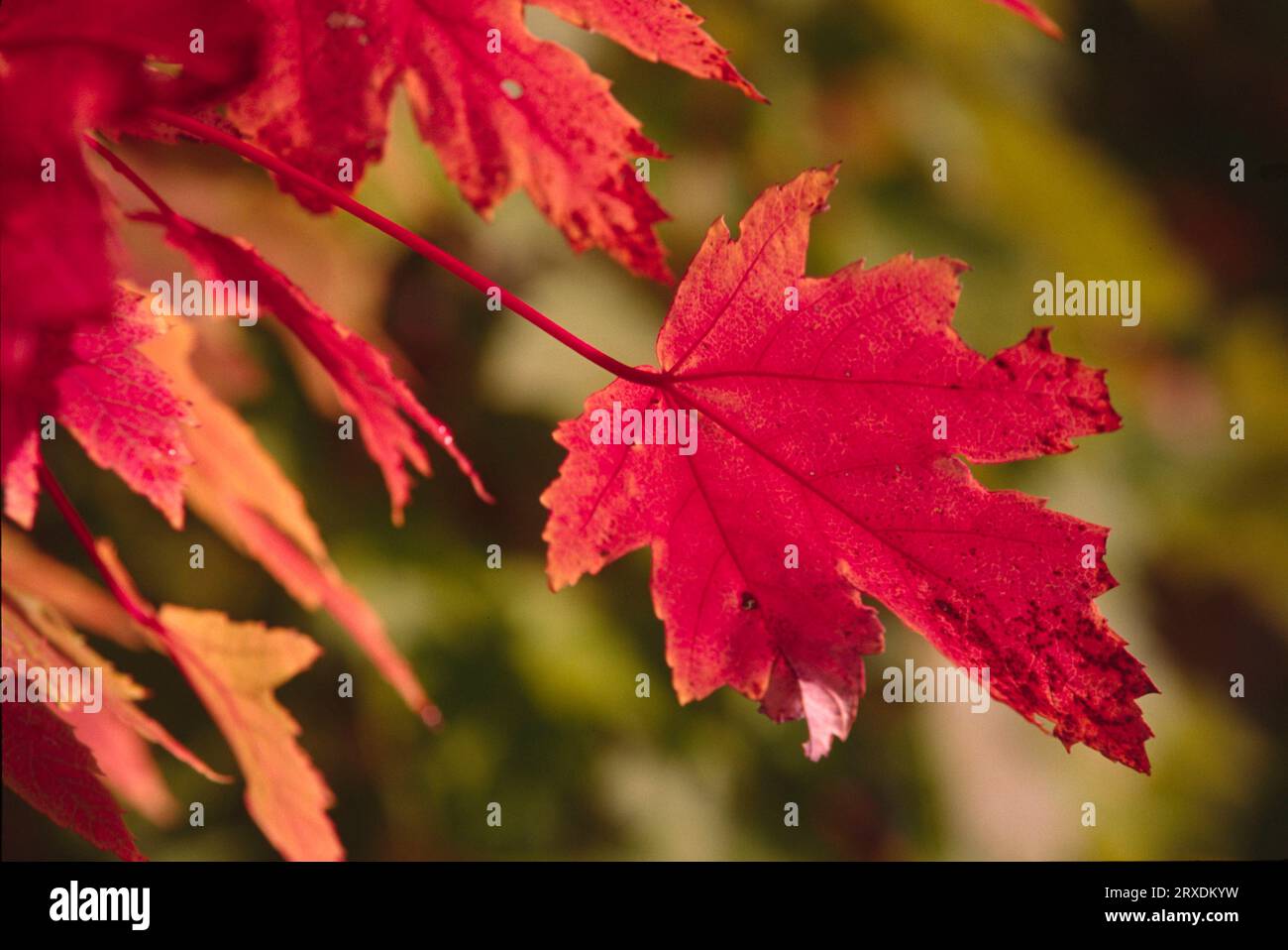 Red maple at Tionesta Lake Recreation Area, Allegheny National Forest ...