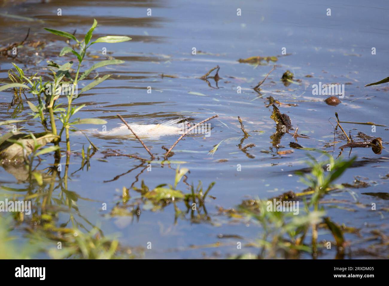 Red-eared slider (Trachemys scripta elegans) at a dead, white fish ...