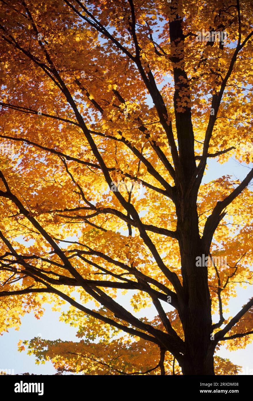 Autumn sugar maple, Allegheny National Forest, Pennsylvania Stock Photo ...