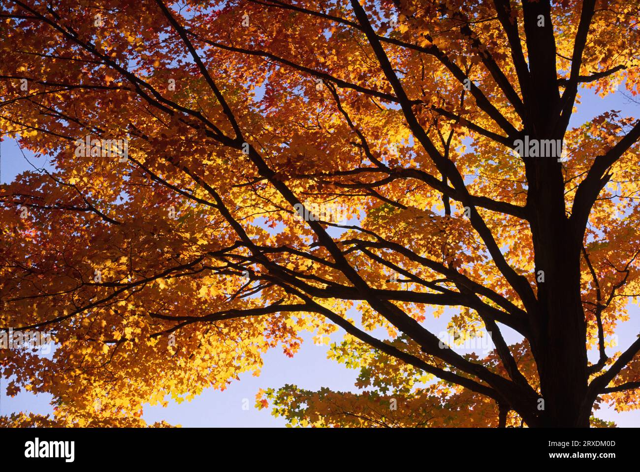 Allegheny national forest woods hi-res stock photography and images - Alamy