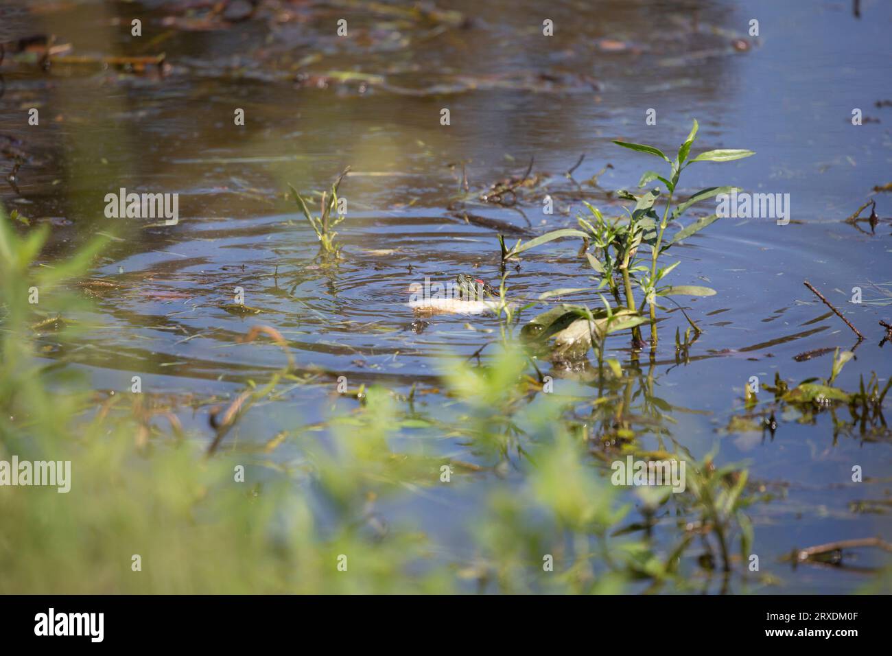 Red-eared slider (Trachemys scripta elegans) at a dead, white fish ...
