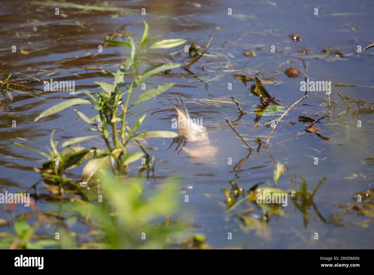 Eastern mud turtle (Kinosternon subrubrum) and red-eared slider ...