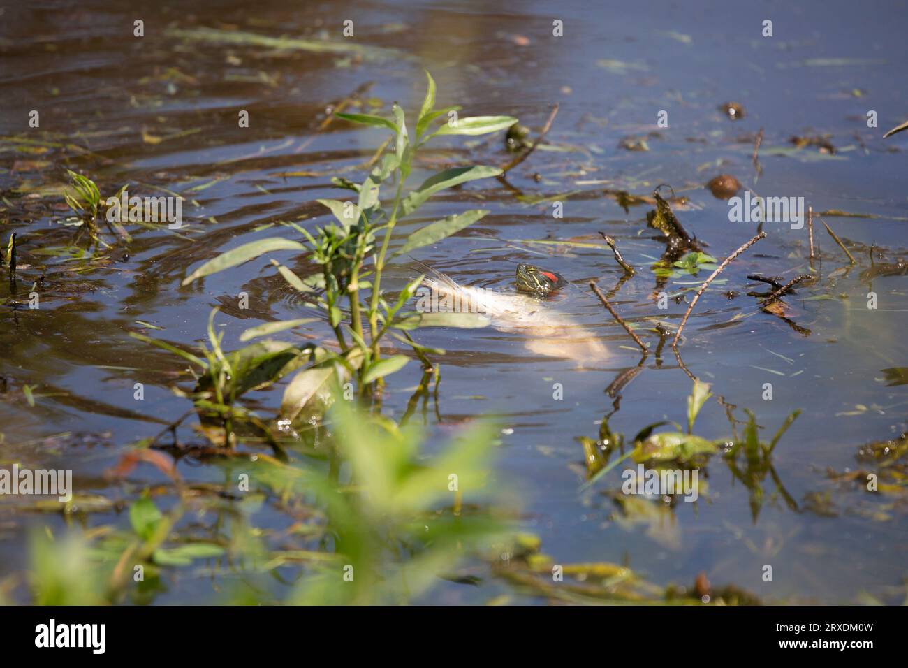Red-eared slider (Trachemys scripta elegans) guarding a dead fish from ...