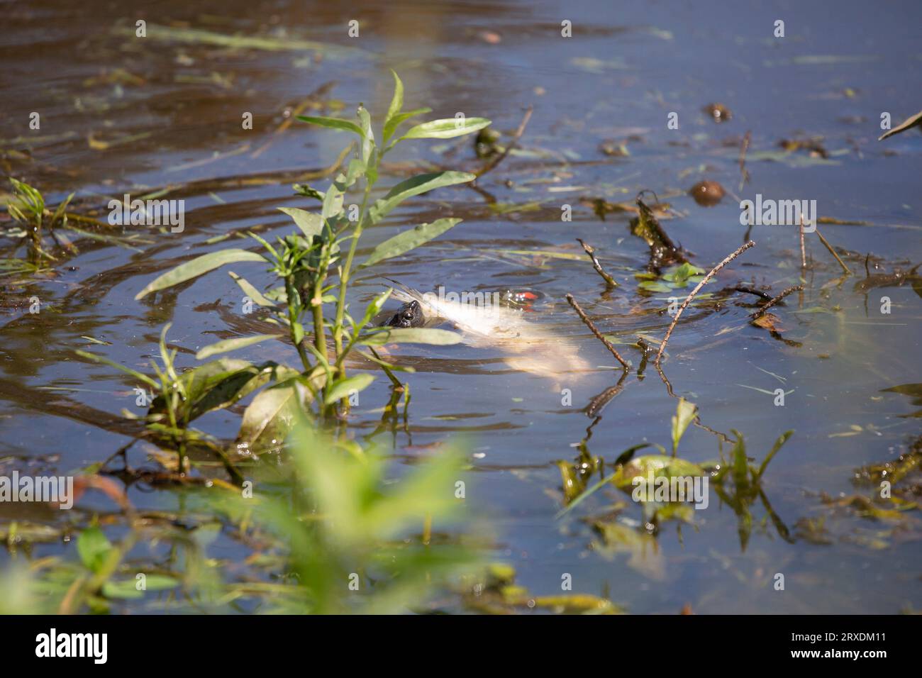 Red-eared slider (Trachemys scripta elegans) and an eastern mud turtle ...