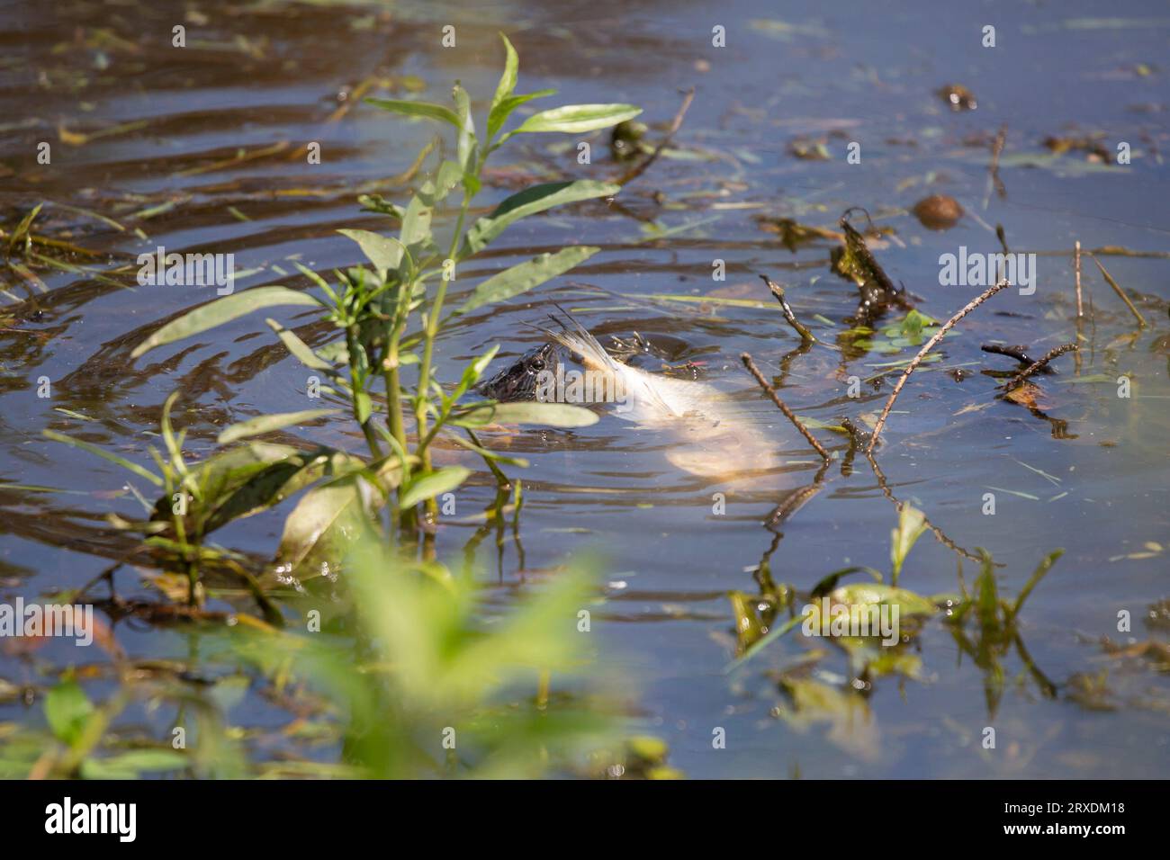 Eastern mud turtle (Kinosternon subrubrum) waiting near a dead fish ...