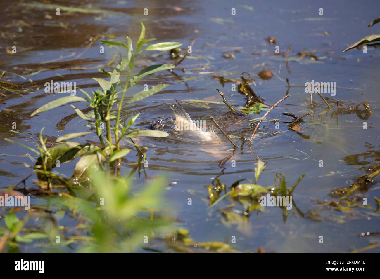 Red-eared slider (Trachemys scripta elegans) and an eastern mud turtle ...