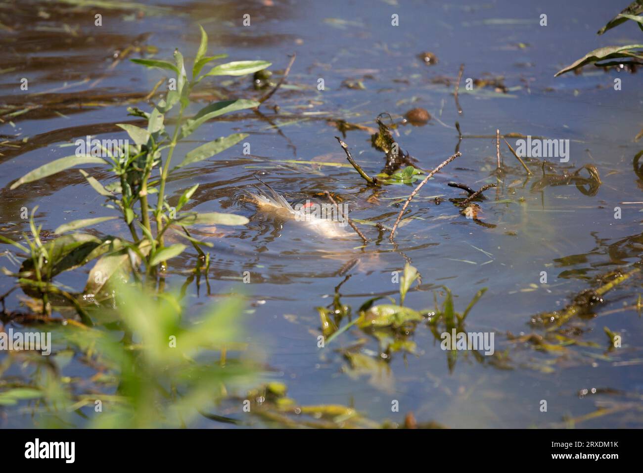 Red-eared slider (Trachemys scripta elegans) and an eastern mud turtle ...