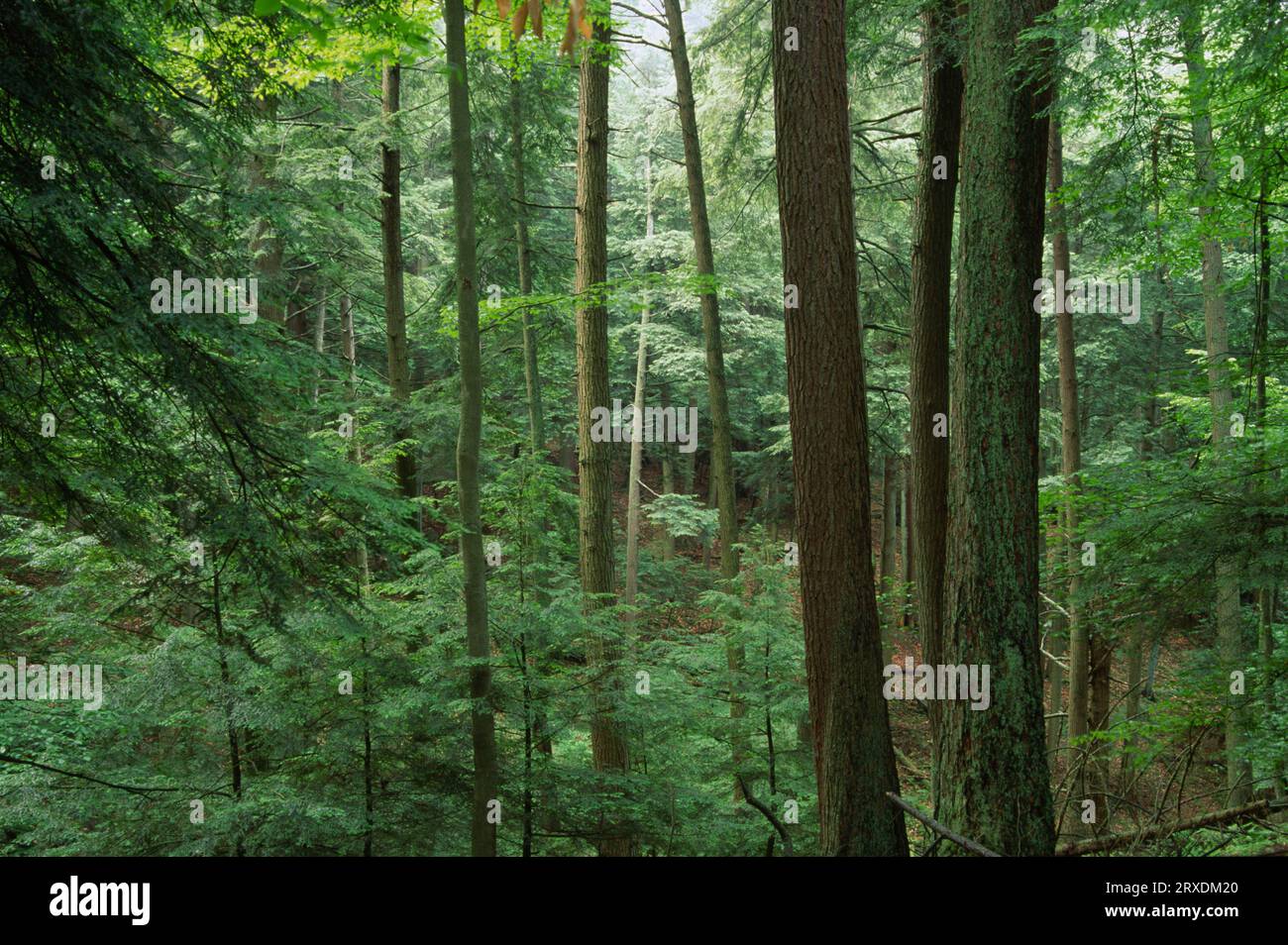 Ancient forest, Forest Cathedral Natural Area, Cook Forest State Park ...