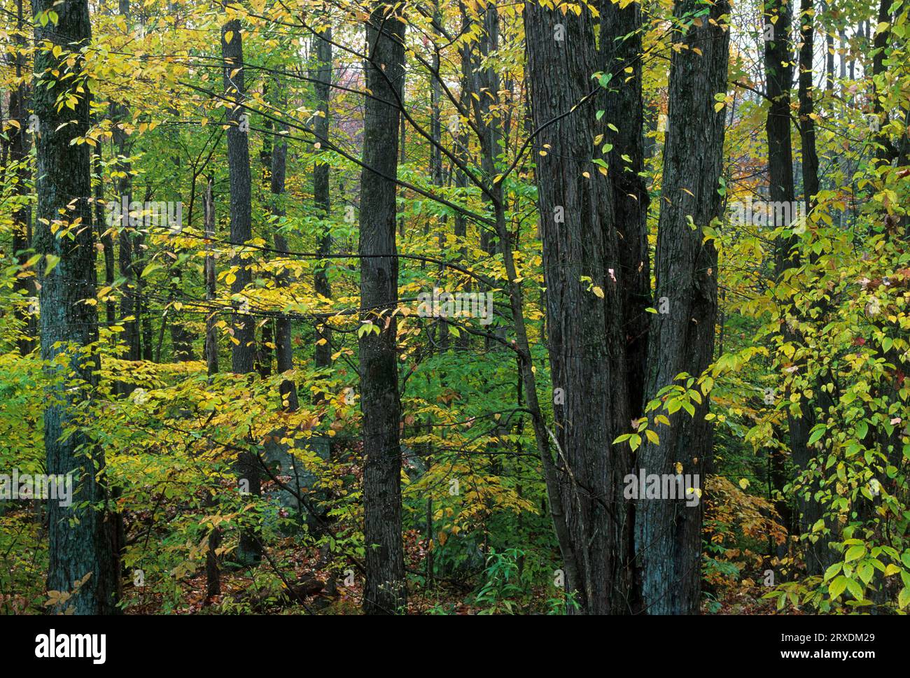 Allegheny national forest hi-res stock photography and images - Alamy