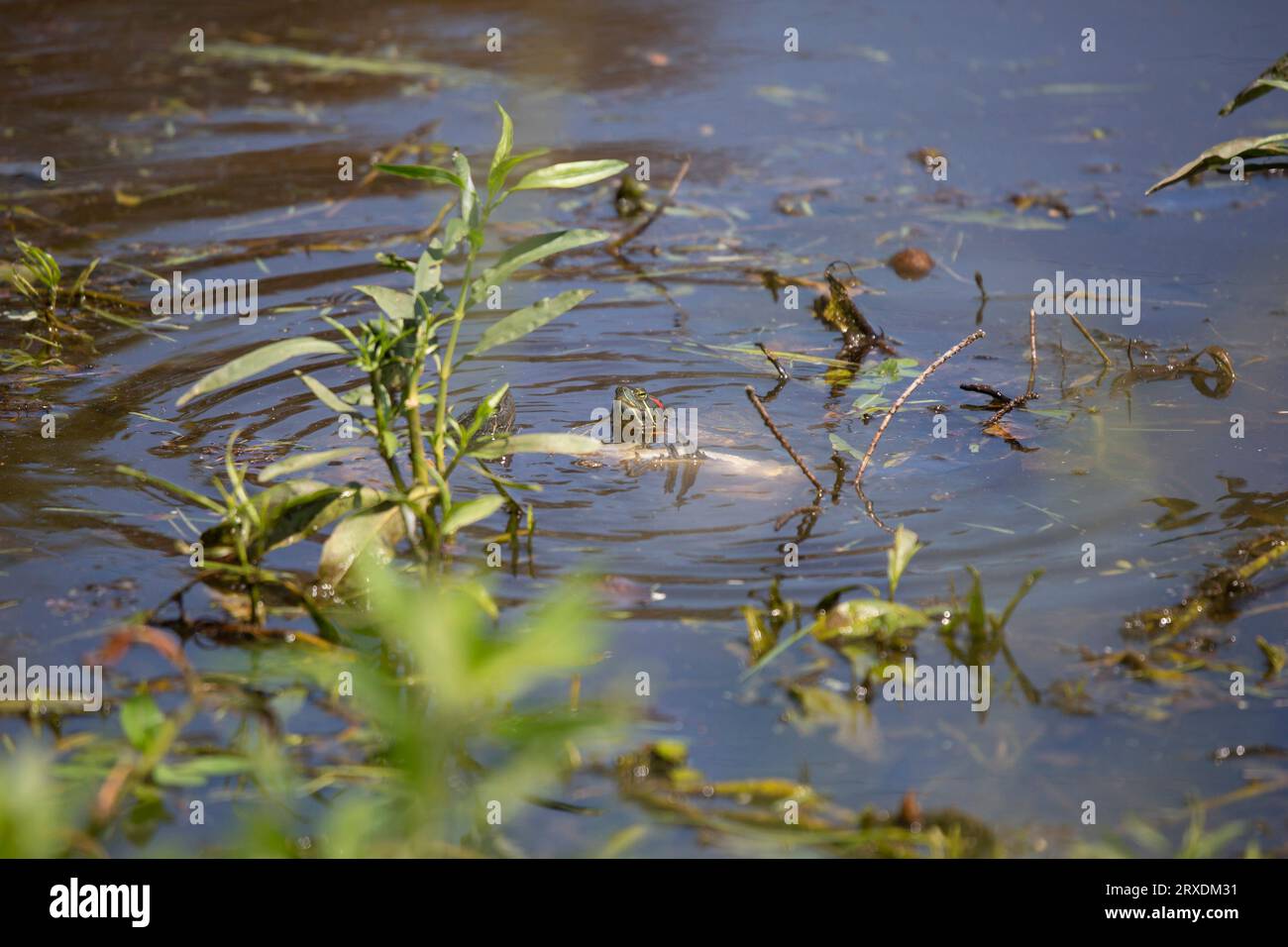 Red-eared slider (Trachemys scripta elegans) dead guarding a dead white ...