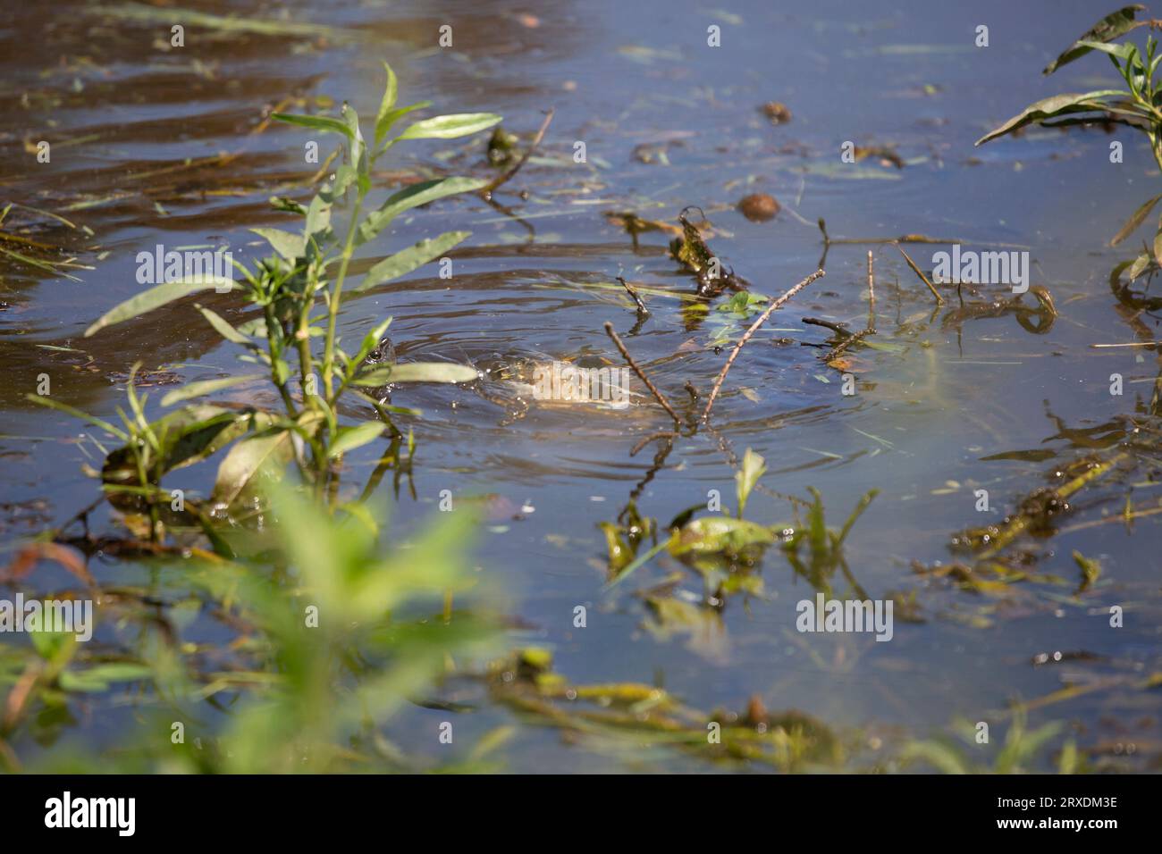 Red-eared slider (Trachemys scripta elegans) eating a dead white fish ...