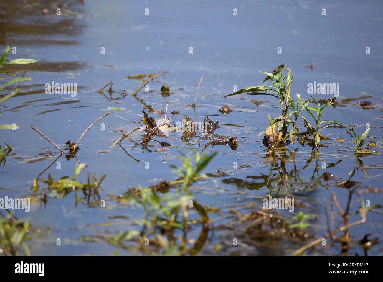 Red-eared slider (Trachemys scripta elegans) and eastern mud turtle ...