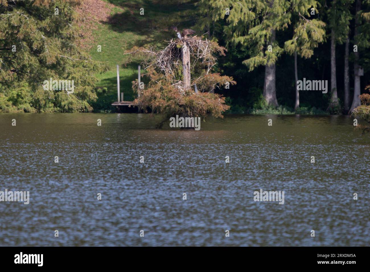 Raptor nesting platform hi-res stock photography and images - Alamy