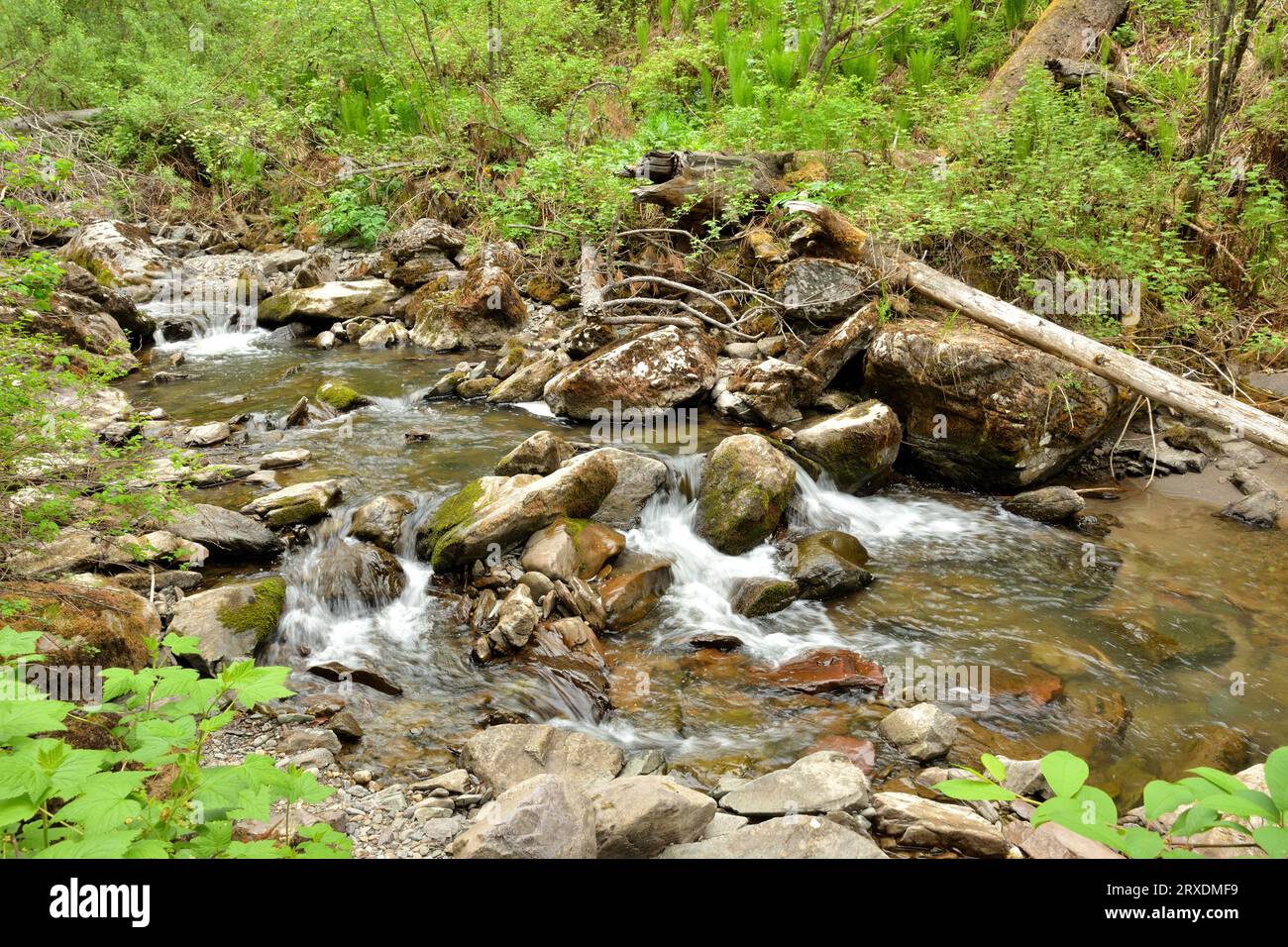 A stormy stream of a mountain river bending around stones with fallen ...