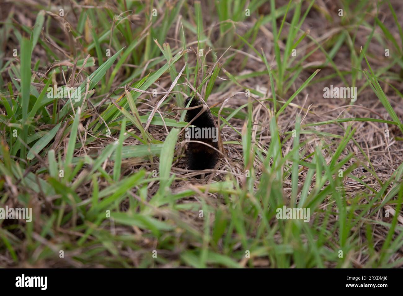 Isabella tiger moth (Pyrrharctia isabella) climbing up grass Stock ...