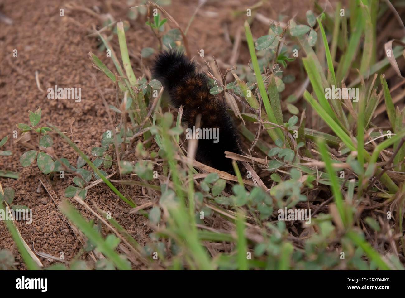Isabella tiger moth (Pyrrharctia isabella) crawling from grass to dirt ...