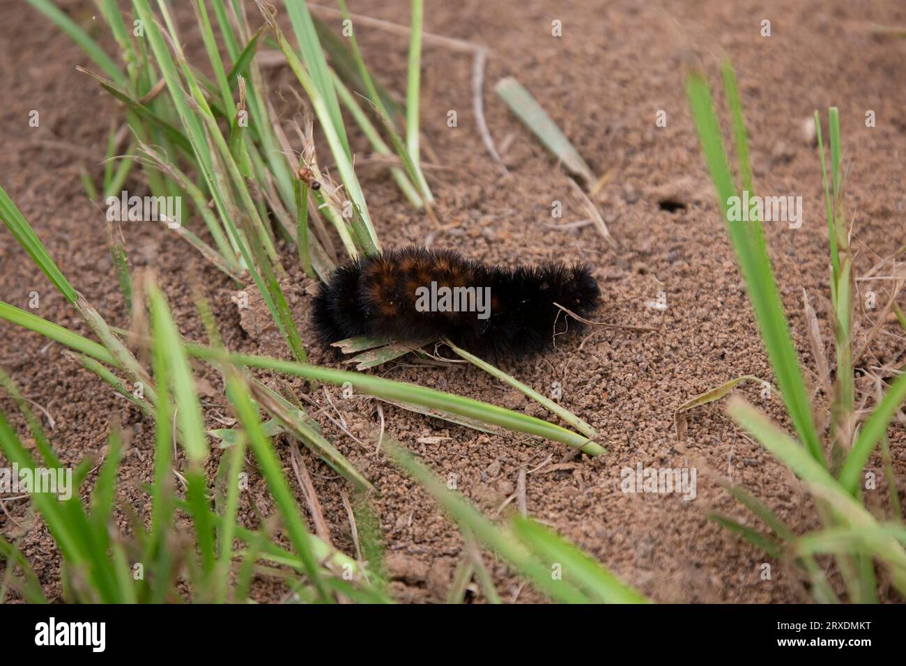 Isabella tiger moth (Pyrrharctia isabella) crawling along dirt Stock ...