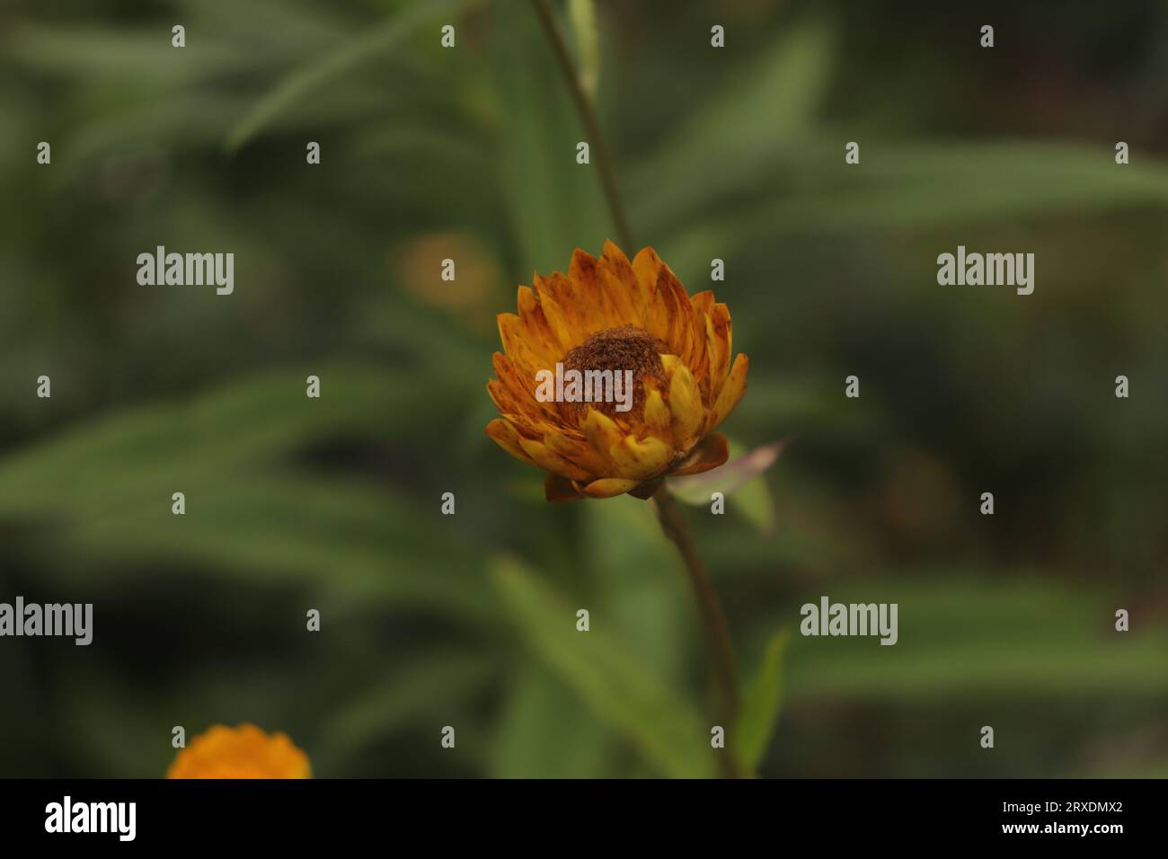Wildflower autumn hi-res stock photography and images - Alamy